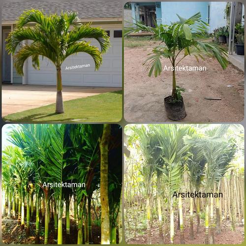 Jual Pohon palem putri tinggi 1 - 2 sampai 3 meter full - palm putri ...