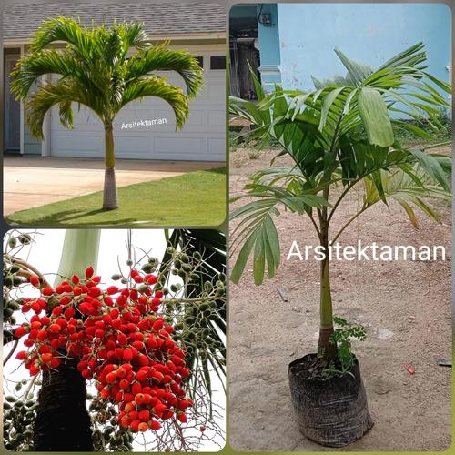 Jual Pohon palem putri tinggi 1,5 meter full - palm putri veitchia ...