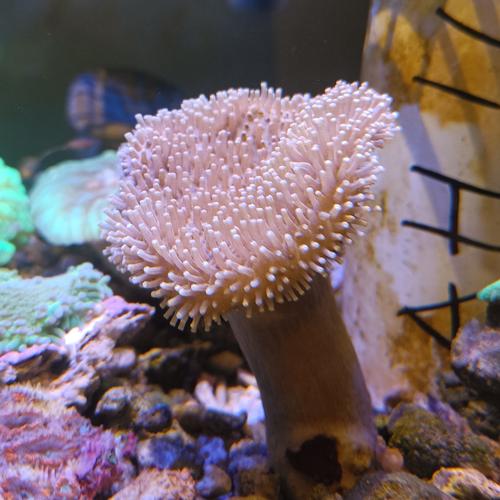 Jual coral payungan bulu coral aquarium laut - Jakarta Selatan ...