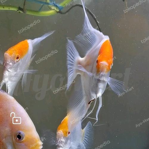 Jual Ikan Hias akuarium Angelfish Manfish RCA Red Cap Albino grade ...