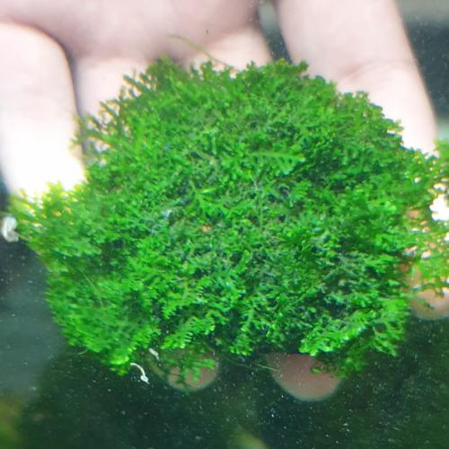 Jual Tanaman Moss Ricardia Wabikusa / Moss Rikardia Aquascape - Kota ...