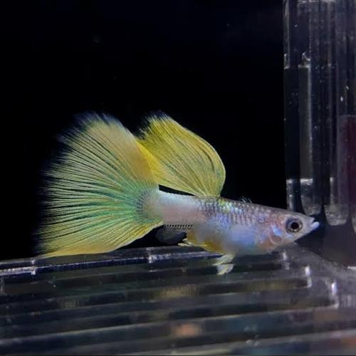Jual Guppy Metal Yellow Pingu variasi Jantan dan Betina - Jantan - Kota ...