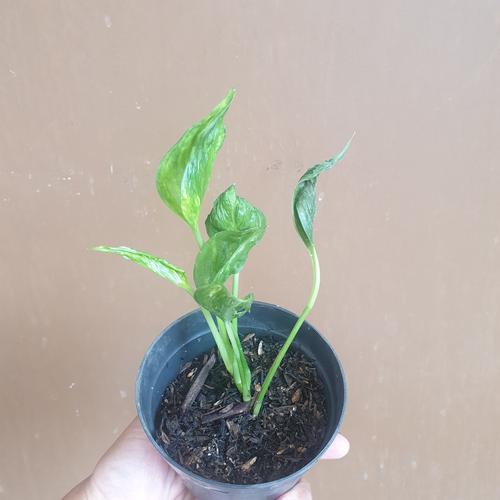 Jual Epipremnum Shangrila Variegata - Gambar B - Kab. Bandung - Green ...
