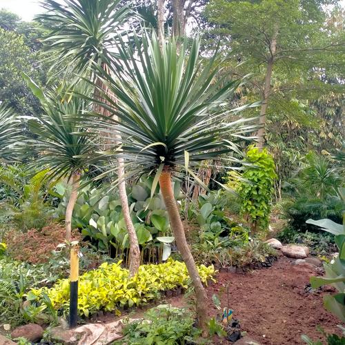 Jual pohon pandan bali ukuran tinggi 2 meter - Kab. Bogor - Aqila flora ...