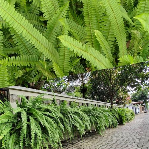 Jual tanaman pakis kelabang rimbun/pohon pakis kelabang - Kab. Bogor ...