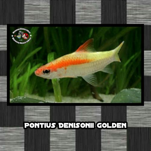 Jual Pontius denisoni golden / ikan hias aquascape - Full mutasi ...