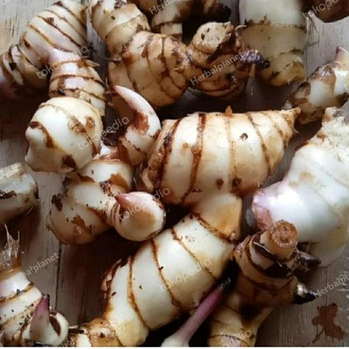 Jual umbi gayong merah 1kg - Kab. Pangandaran - herbalplanet | Tokopedia