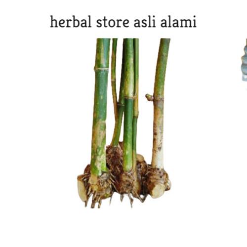 Jual Bibit Tanaman Bambu Ampel Hijau - Green Bamboo - stek ranting ...