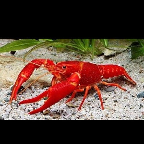 Jual lobster merah air tawar hias /Aquascape /Jantan/Betina - Betina ...