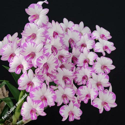 Jual Dendrobium mini enobi purple splash - Kab. Lumajang - RussCraft ...