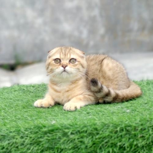 Jual kucing british shorthair / kucing BSH / scotish fold / BSH 45 ...
