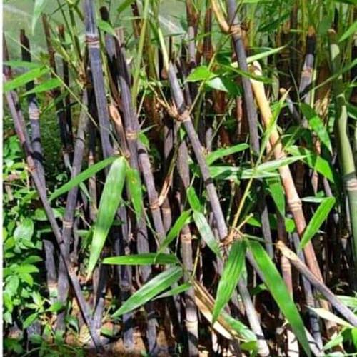 Jual Bibit Bambu Hitam - Tanaman Bambu - Black Bamboo - Stek Batang ...