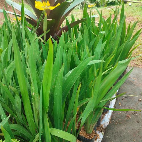 Jual tanaman airis bunga kuning pagar - Kab. Bogor - beautifull plant ...
