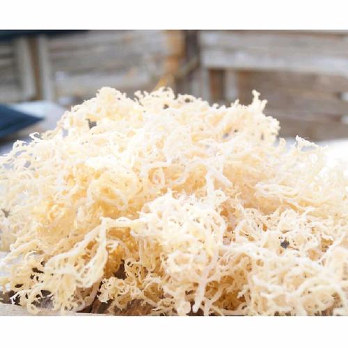 Jual 1KG RUMPUT LAUT KERING SPINOSUM KENYAL ORIGINAL - 250gr - Kota ...