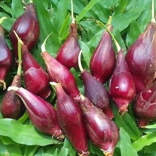 Jual Bawang Segar Dayak Dengan Akar 1 Kg - Kab. Bandung Barat - Raden ...