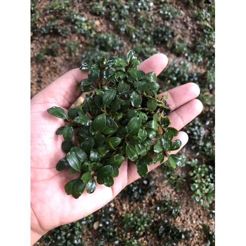 Jual Bucephalandra mini melawi - Kab. Sekadau - Buce.ID | Tokopedia