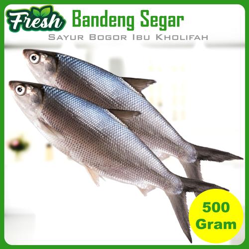 Jual Ikan Bandeng Segar Fresh 500 Gram Ikan Hasil Laut Segar Bogor ...