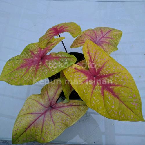 Jual rare item caladium Tears of sun kuning keladi thailand series ...