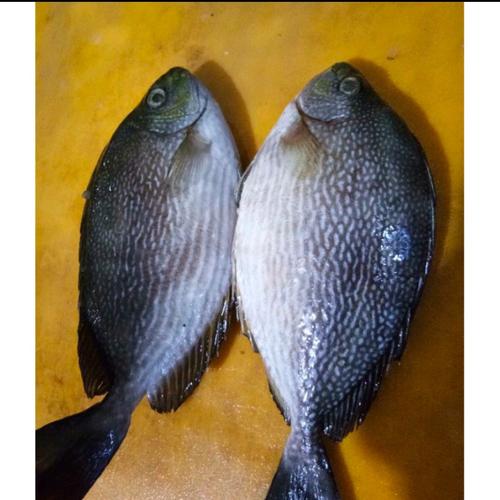 Jual Ikan Baronang Segar 1kg - Jakarta Utara - Seafood wike | Tokopedia