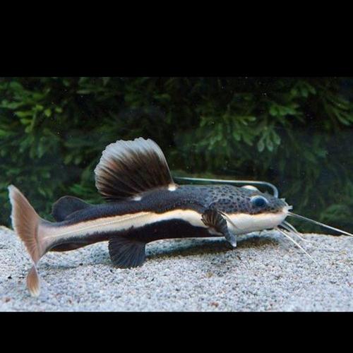 Jual Ikan RTC red tail catfish tankmate / Lele Amazon 18 - 20 cm - 7 ...