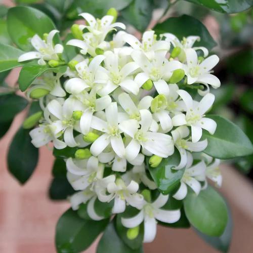 Jual tanaman bunga kemuning wangi tinggi 1 meter - Kab. Bogor - LESTARI ...