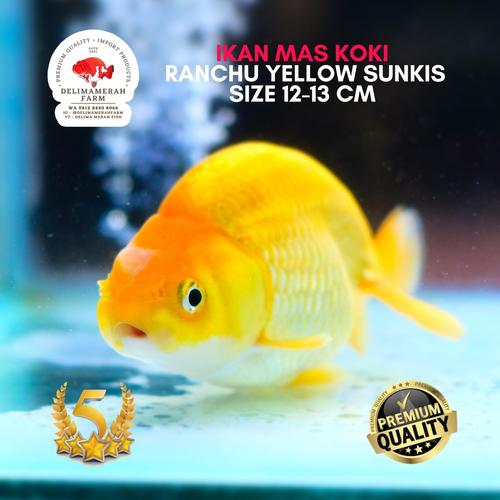 Jual IKAN MAS KOKI RANCHU YELLOW SANKIST SIZE 12-13 CM GOOD COLOR ...