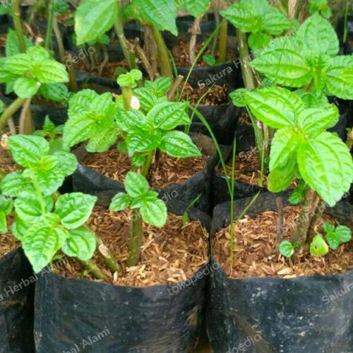 Promo bibit pohpohan daun lalap siap tanam - Jakarta Selatan - Sakura ...