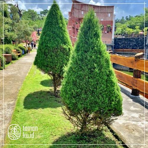 Jual Tanaman Cemara Renthes / Lemon Cypress / Cemara Wangi / Casuarina ...