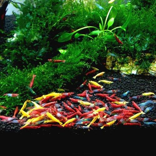 Jual udang hias aquascape / aquarium murah - blue diamondd - Kab. Bogor ...