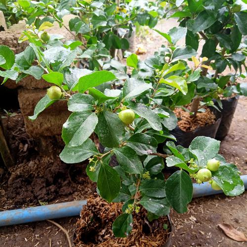 Jual bibit Cherry jepang berbuah lebat pohon rimbun - Kab. Kediri ...