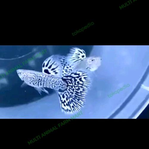 Jual Guppy Blue Ivory Tiger / Jantan / Betina / Aquascape - BETINA - Kota Bandung - MULTI ANIMAL ...