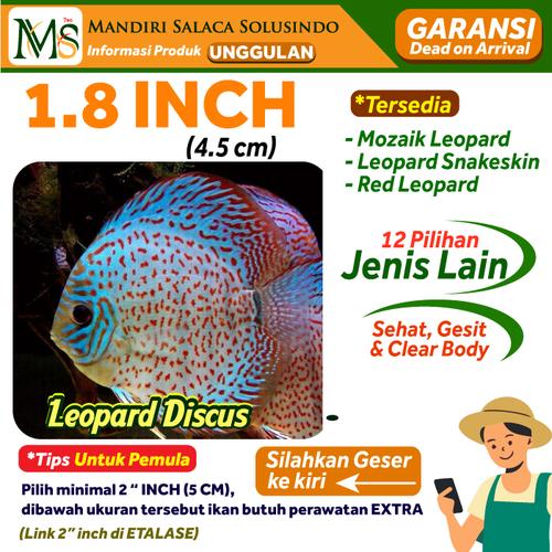 Jual Ikan Discus Leopard 1.8 inch (Snakeskin, Red & Mozaik) - Mozaik ...