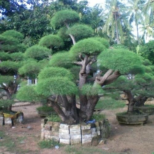 Jual Tanaman Cemara Udang / Cemara Angin / Casuarina Equisetifolia ...
