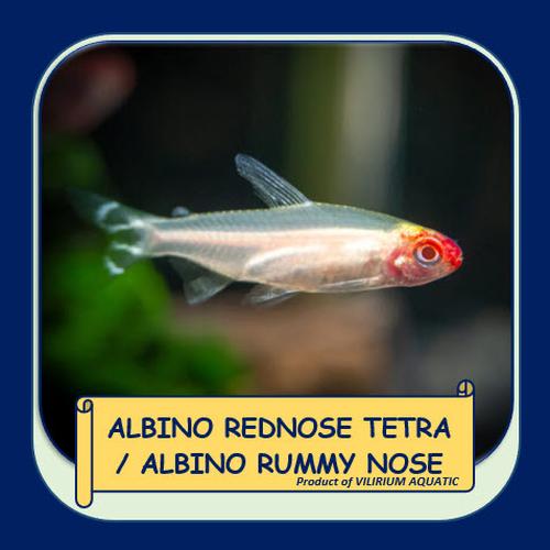 Jual IKAN HIAS AIR TAWAR - ALBINO RED NOSE TETRA / ALBINO RUMMY-NOSE ...