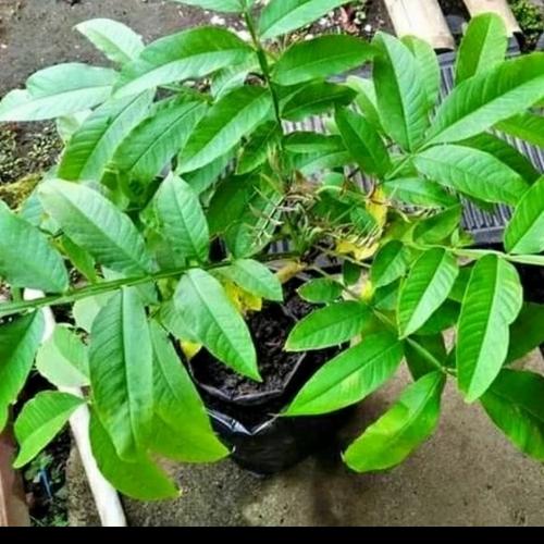 Jual Bibit tanaman Kayu Sungkai pohon / Jati Belanda - Kab. Kediri ...