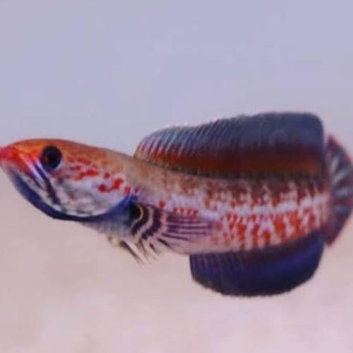 Jual ikan channa red andrao dan blue andrao calon gondrong - Biru, 8 ...