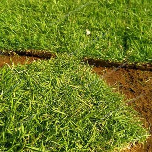 Jual TANAMAN RUMPUT HIDUP JEPANG/PEKING 30 cm x30 cm - Kota Denpasar ...