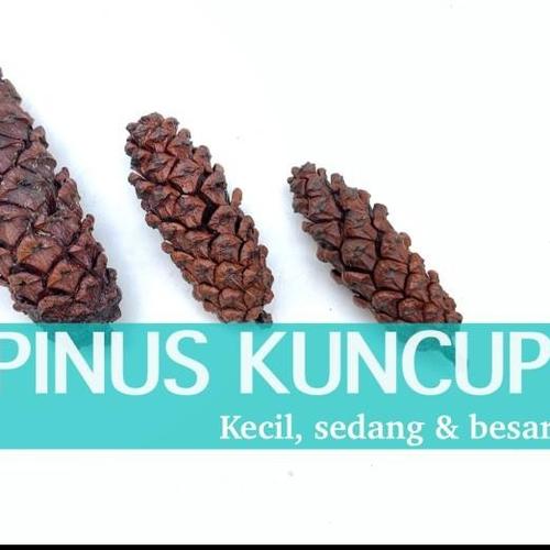 Jual kembang pinus kuncup 3 ukuran,bunga pinus kuncup kering - ukuran ...