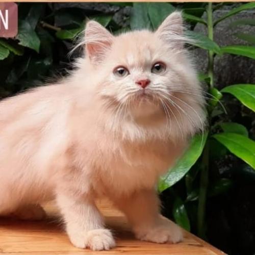 Jual kucing Persia oren betina - Kota Bandung - Noecolection cathouse ...
