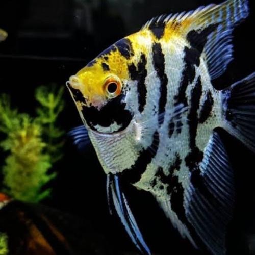 Jual Manfish 3 color Ikan Hias Aquascape / Air Tawar - Jakarta Barat ...