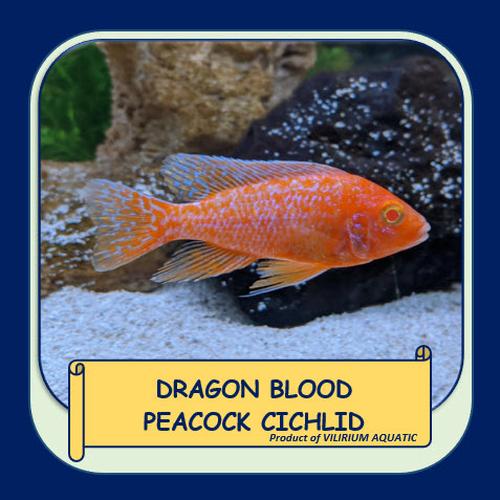 Jual IKAN HIAS AIR TAWAR - DRAGON BLOOD RED EYES CICHLID - ±12cm ...