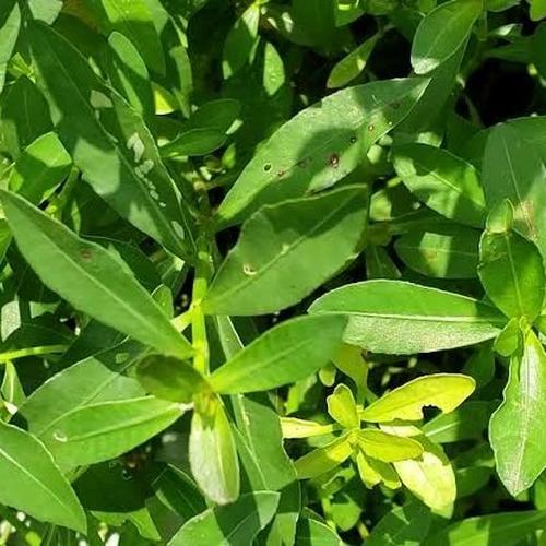 Jual krema segar,daun kremah,kerma segar,daun herbal beribu manfaat100 ...