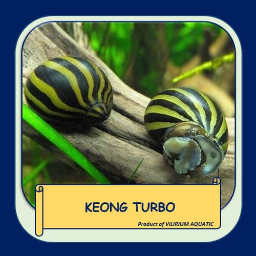 Jual IKAN HIAS AIR TAWAR - KEONG TURBO - Jakarta Pusat - Vilirium ...