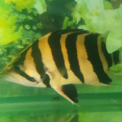 Jual datz gold tigerfish sumatra - Kota Palembang - aisrep | Tokopedia