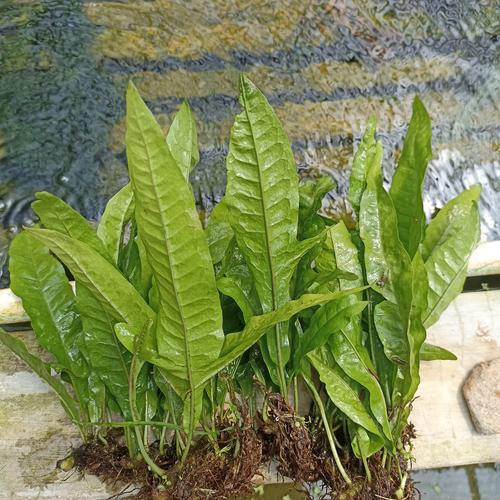 Jual kadaka aquascape/ikat low co2 - Kab. Bogor - raksamala store ...