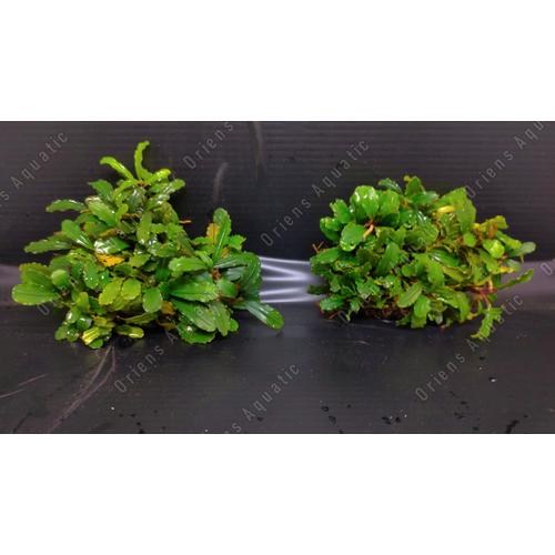 Jual Tanaman Aquascape Paludarium - Bucephalandra / Buce Boyan Clump ...