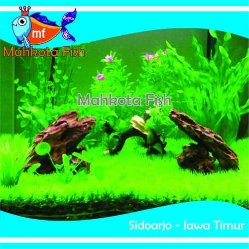 Jual Rumput Aquarium Sintesis | Mainan Rumput Aquascape | Tanaman Hias ...