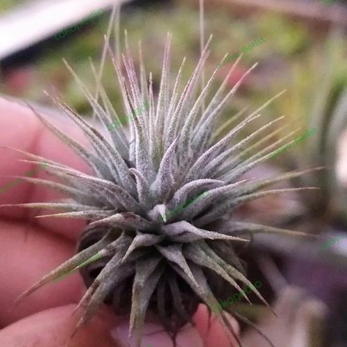 Jual tillandsia ionantha Rosita Stricta | tanaman udara - Kab. Bandung ...