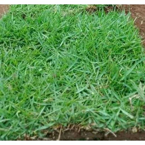Jual Rumput Peking Jepang 100x100cm/Bibit Rumput Hidup 1 meter - Kab ...