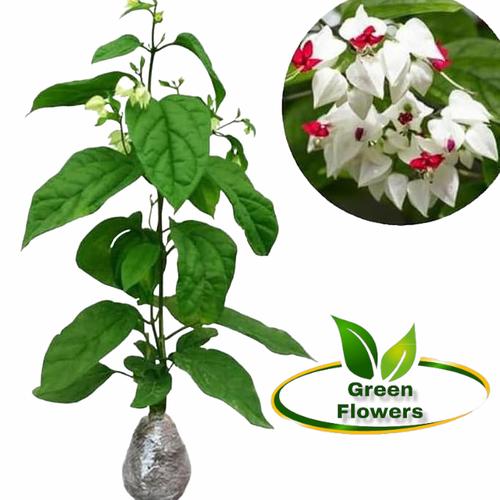 Jual POHON NYONYA MAKAN SIRIH/TANAMAN SIRIH SIRIH - Kota Depok - Green ...